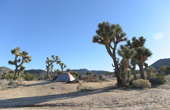 Black Rock Campground - Joshua Tree National Park