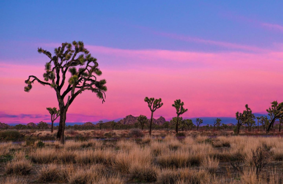 Black Rock Campground - Joshua Tree National Park