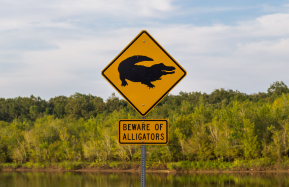 Top 5 alligator watching spots in Louisiana